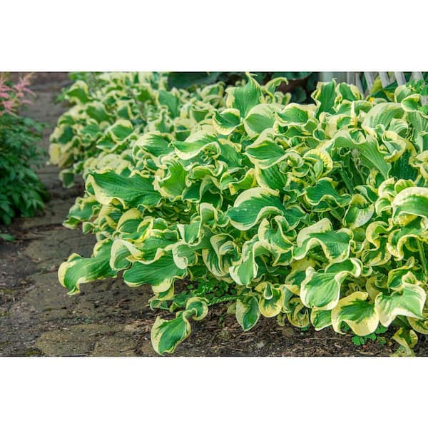 DIRECT GARDENING Wheee Hosta Shade Tolerant Perennial Starter Plant (1 ...