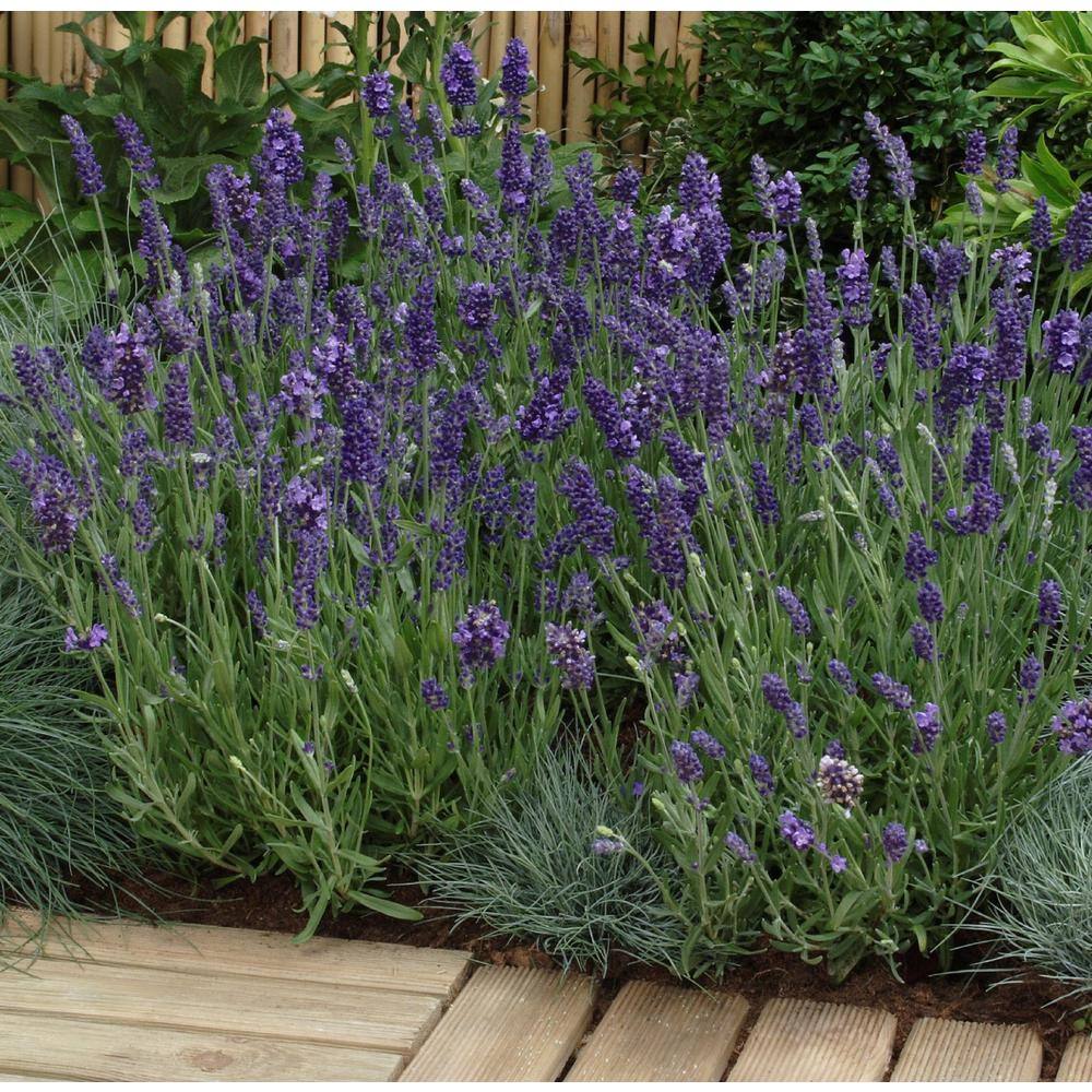 national PLANT NETWORK 3.25 in. Lavender Super Blue Plant (3-Pack ...