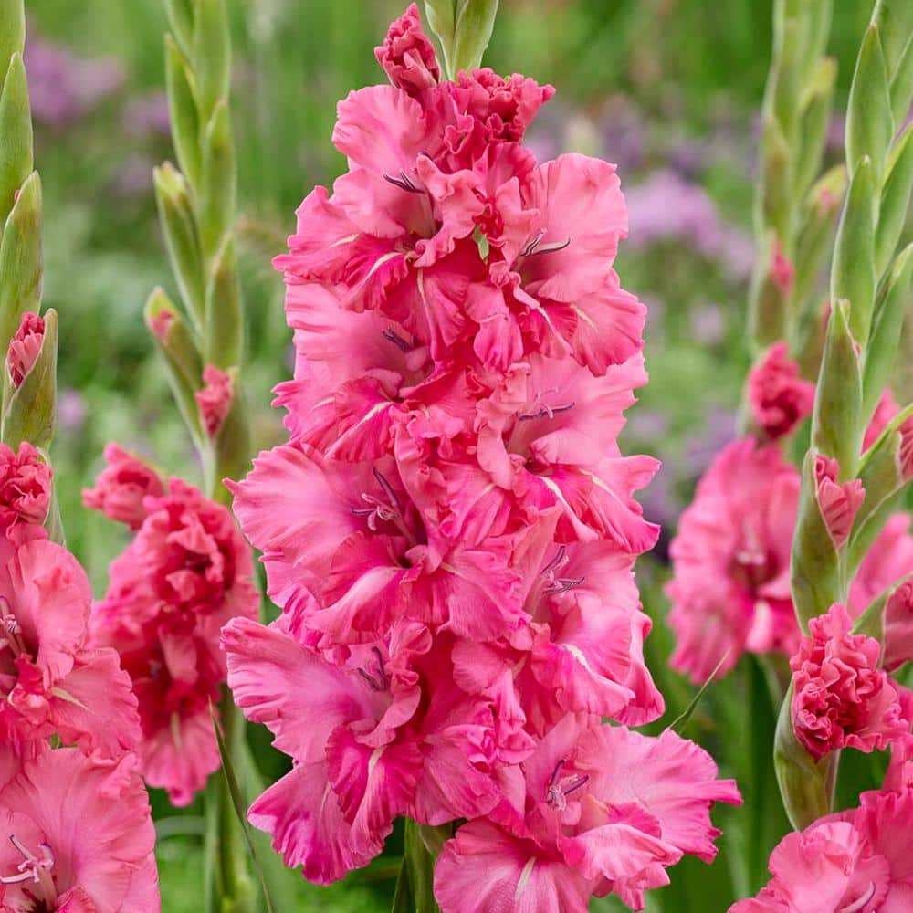 VAN ZYVERDEN Van Zyverden Gladiolus Large Flowering Kingston Ruffle Set ...