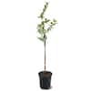 1 Gal. Bruce Plum Tree PLUBRU01G - The Home Depot