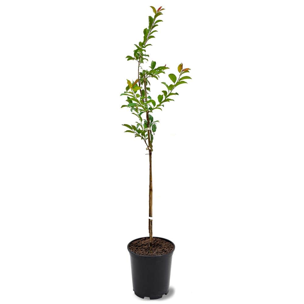 1 Gal. Bruce Plum Tree PLUBRU01G - The Home Depot