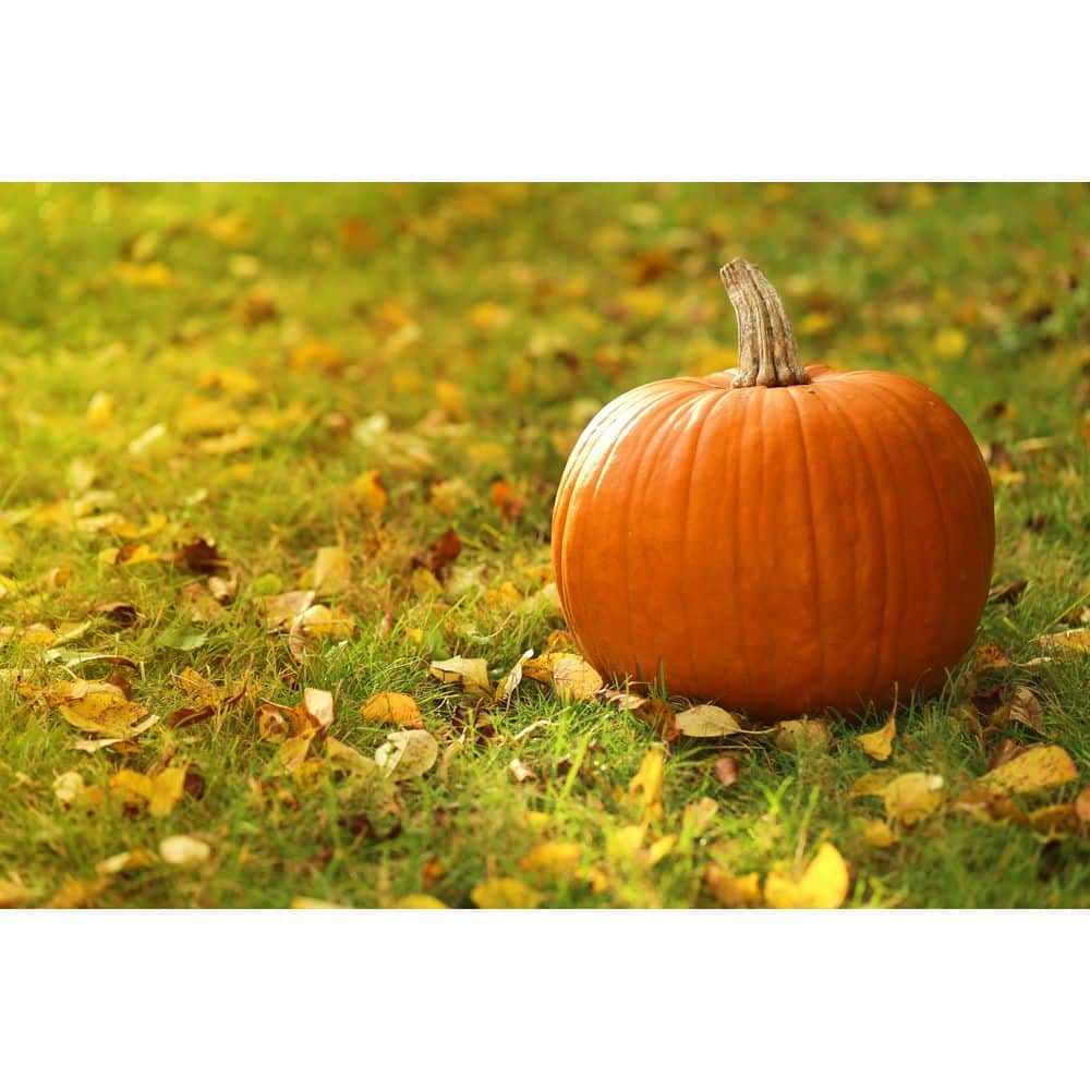Bell Nursery Farm Fresh Live Pumpkin Pie Pumpkins for Baking and Fall ...