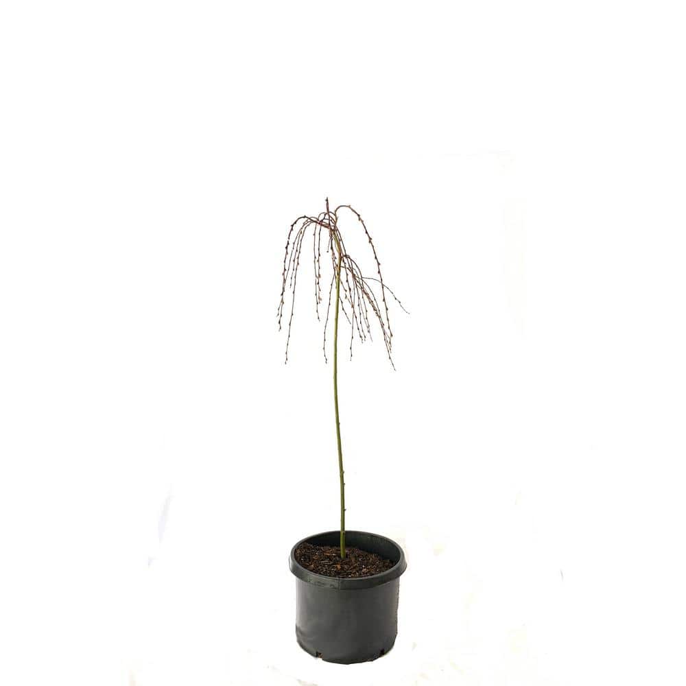 Fusion Willow Weeping Dwarf #10 1001238578 - The Home Depot
