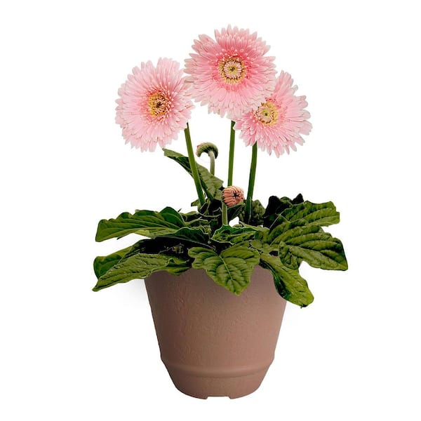 ALTMAN PLANTS 2.6 qt. Assorted Color Gerbera Hybrid Garvinea Annual ...