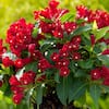 BLOOMIN' EASY Jumbo Pint Maroon Swoon Weigela Live Shrub, Dark Red ...