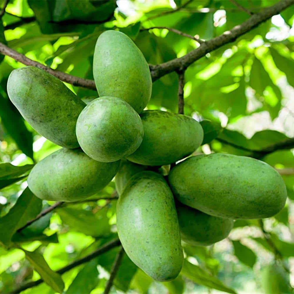 Gurney's Paw Paw (Asimina) Dormant Bare Root Standard Fruiting Starter ...