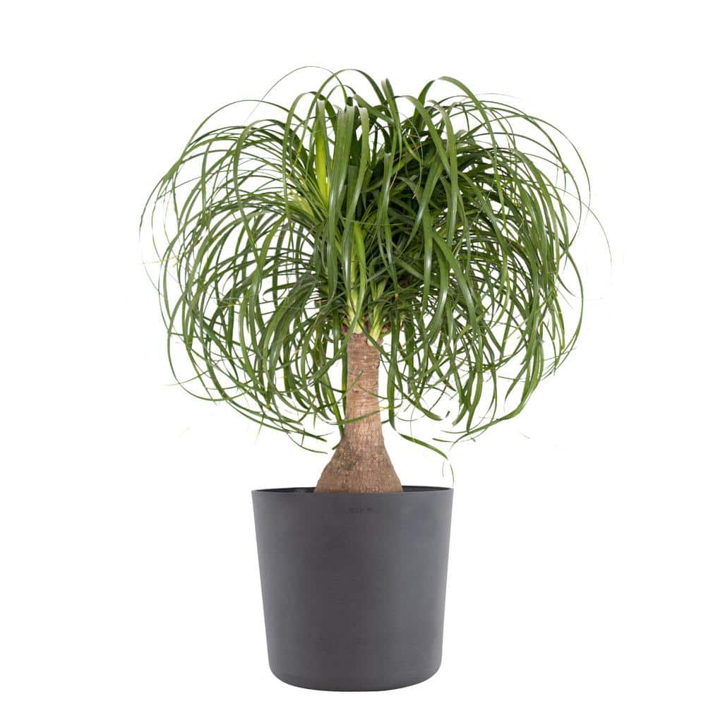 Reviews for United Nursery Ponytail Palm Beaucarnea recurvata Elephants ...