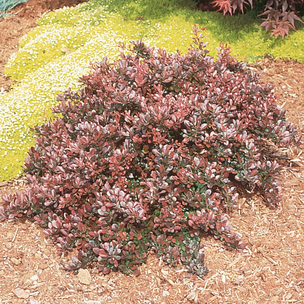 Cottage Gardens 3 Gal. Crimson Pygmy Barberry Shrub 1786 - The Home Depot