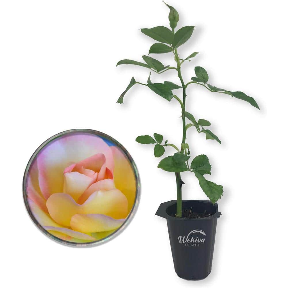 Wekiva Foliage Sunrise Surprise Rose Bush-Live Starter Plant in a 2 ...