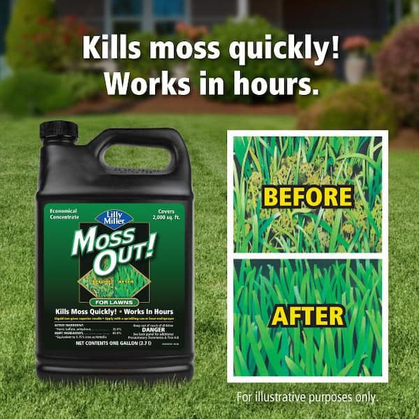 Moss Out! 1 gal. 2,000 sq. ft. Lawn Moss Killer Concentrate 100099156 ...