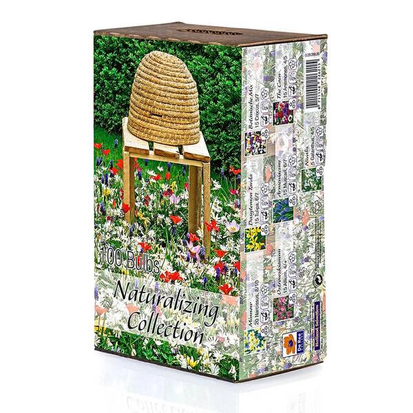 Van Bourgondien Multi-Colored Spring Flowering Bulbs Mixture (250-Pack ...