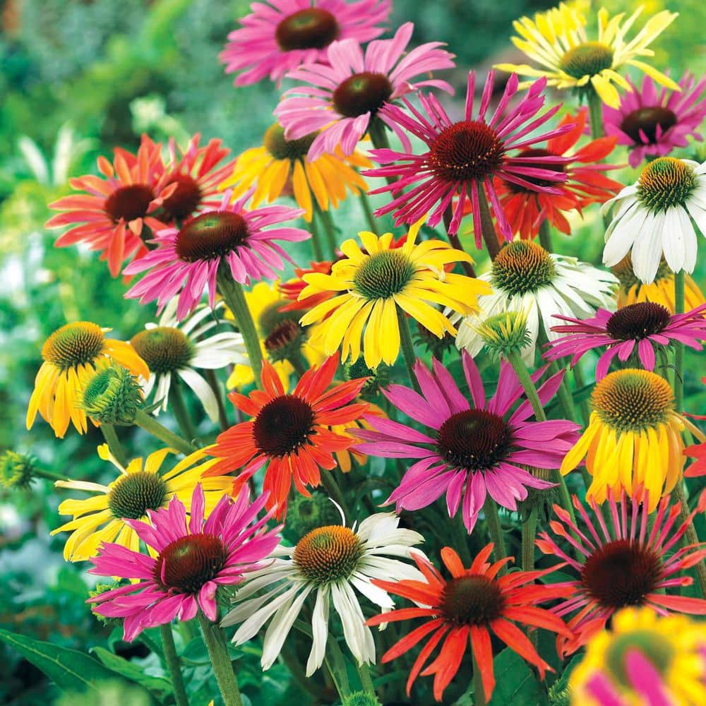 DIRECT GARDENING Butterfly Multi-Color Flowering Coneflower Echinacea ...