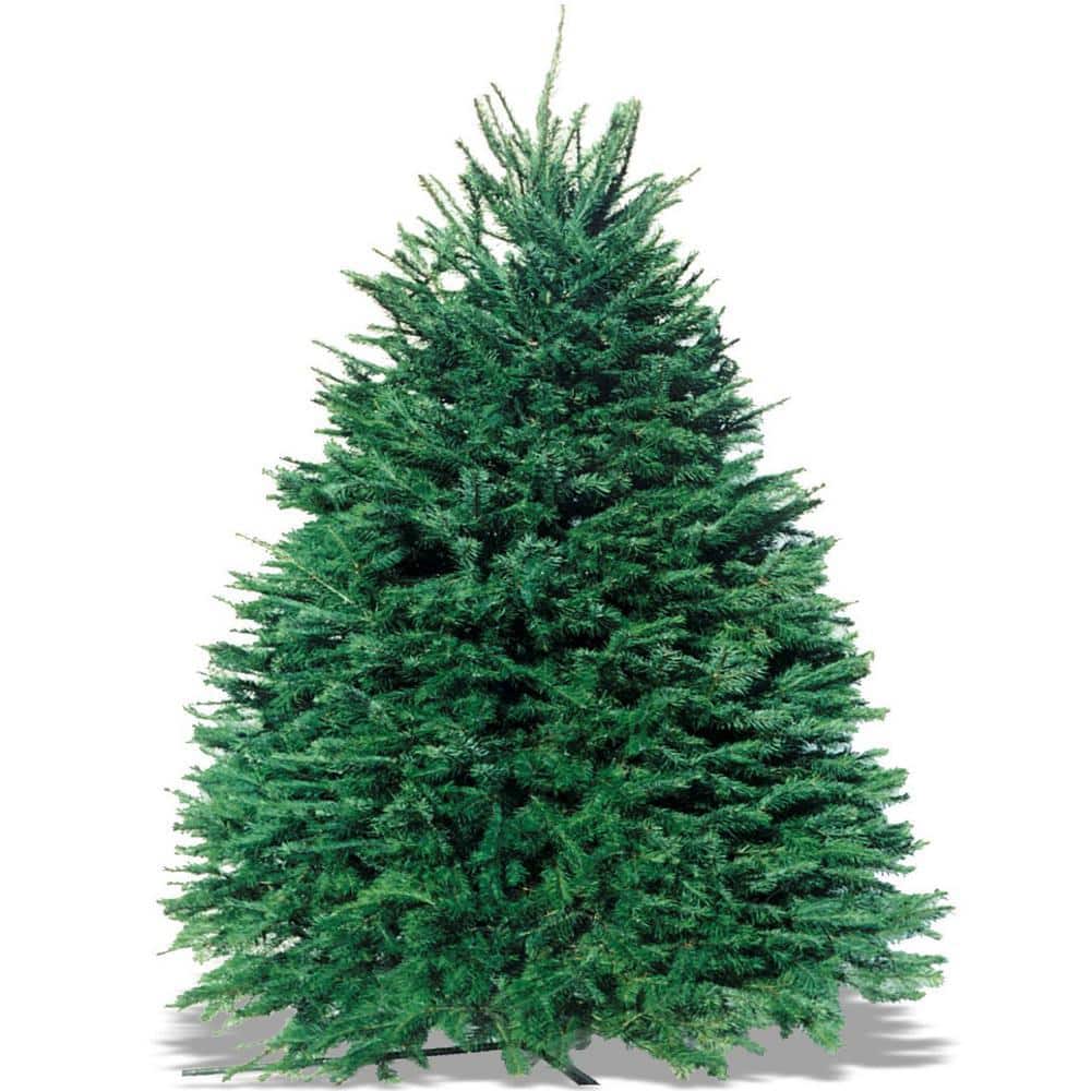 3-4 ft. Freshly Cut Fir Christmas Tree with Stand 180163 - The Home Depot