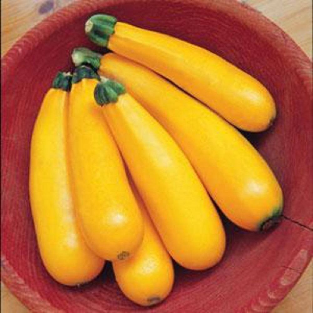 Burpee 4 In. Burpee Golden Summer Squash Vegetable Plant (6-Pack ...