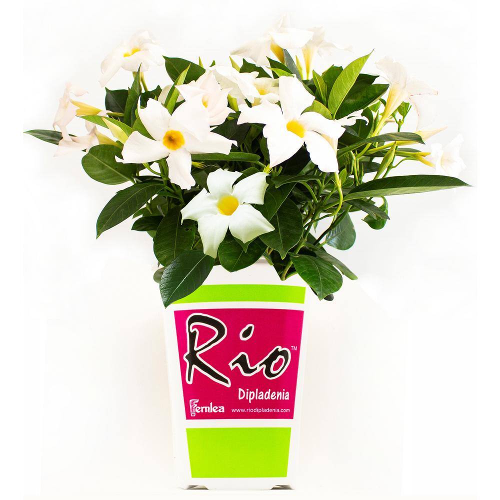 Rio 2 Qt. Dipladenia Flowering Annual Shrub with White Blooms ...