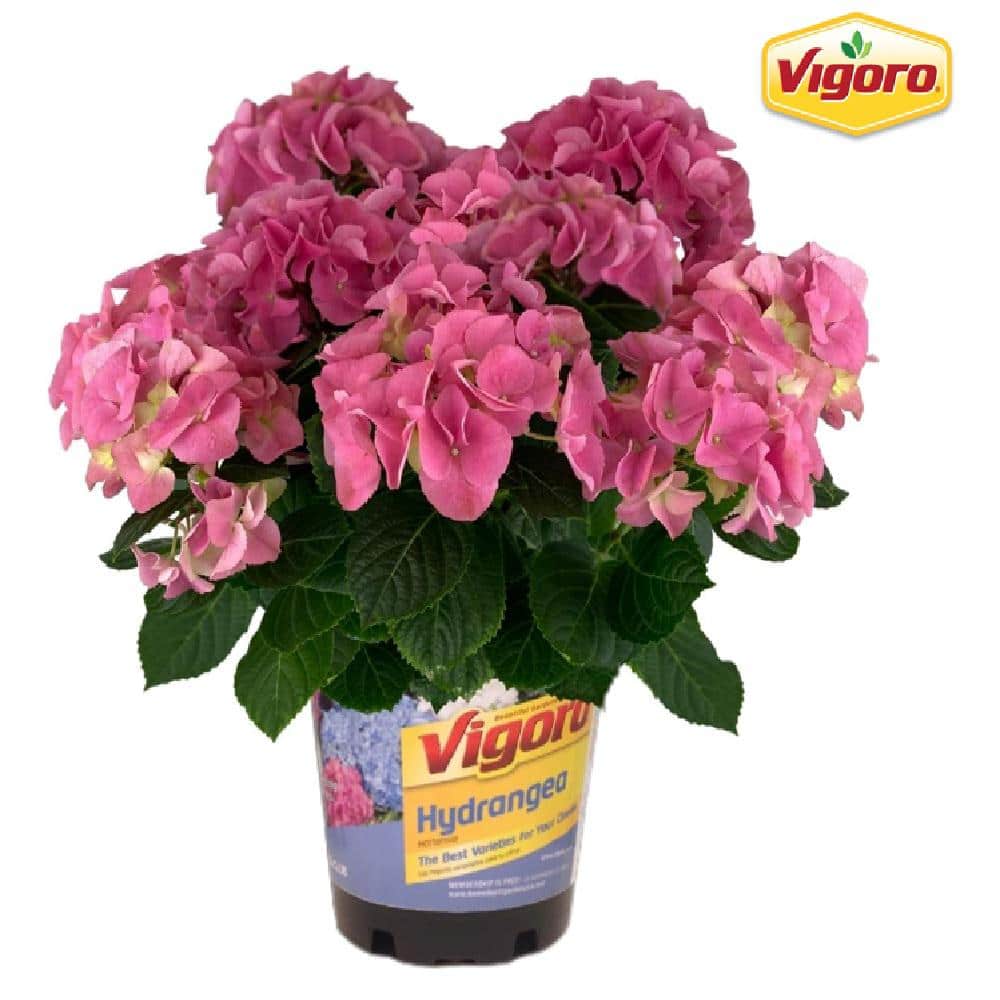 Vigoro 1 Gal. Michele Hydrangea Live Shrub with Pink Flowers HYD1GM ...