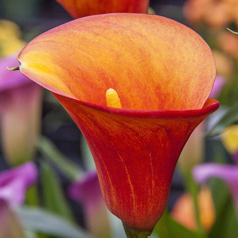 DIRECT GARDENING Flame Red Flowering Calla Lily Dormant Summer ...