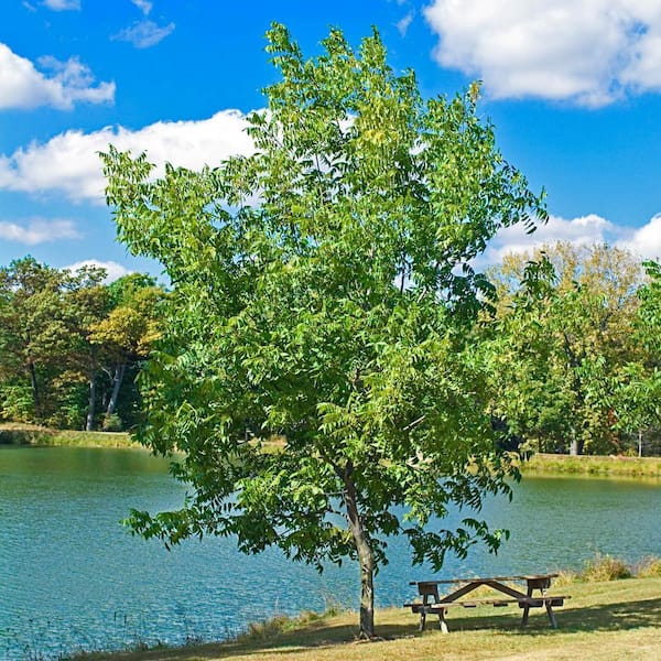 Gurney's Hardy Pecan (Carya) Dormant Bare Root Standard Fruiting ...