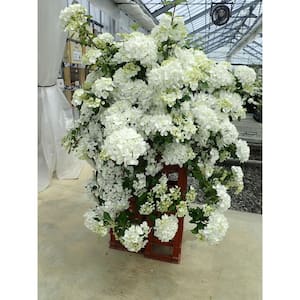 PROVEN WINNERS 1 Gal. Fairytrail Bride (Cascade Hydrangea) Live Plant ...