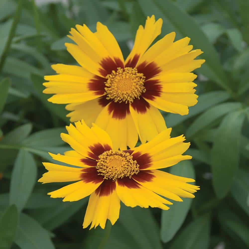 METROLINA GREENHOUSES 2.5 Qt. SunKiss Yellow and Red Tickseed Plant ...