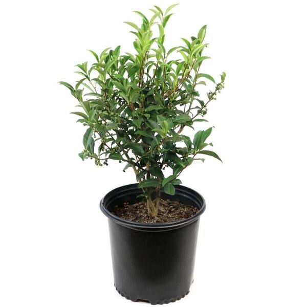 Tea Plant Live 3 Live Tea Tree Plants (Camellia Sinensis) - 5-8 Inch ...
