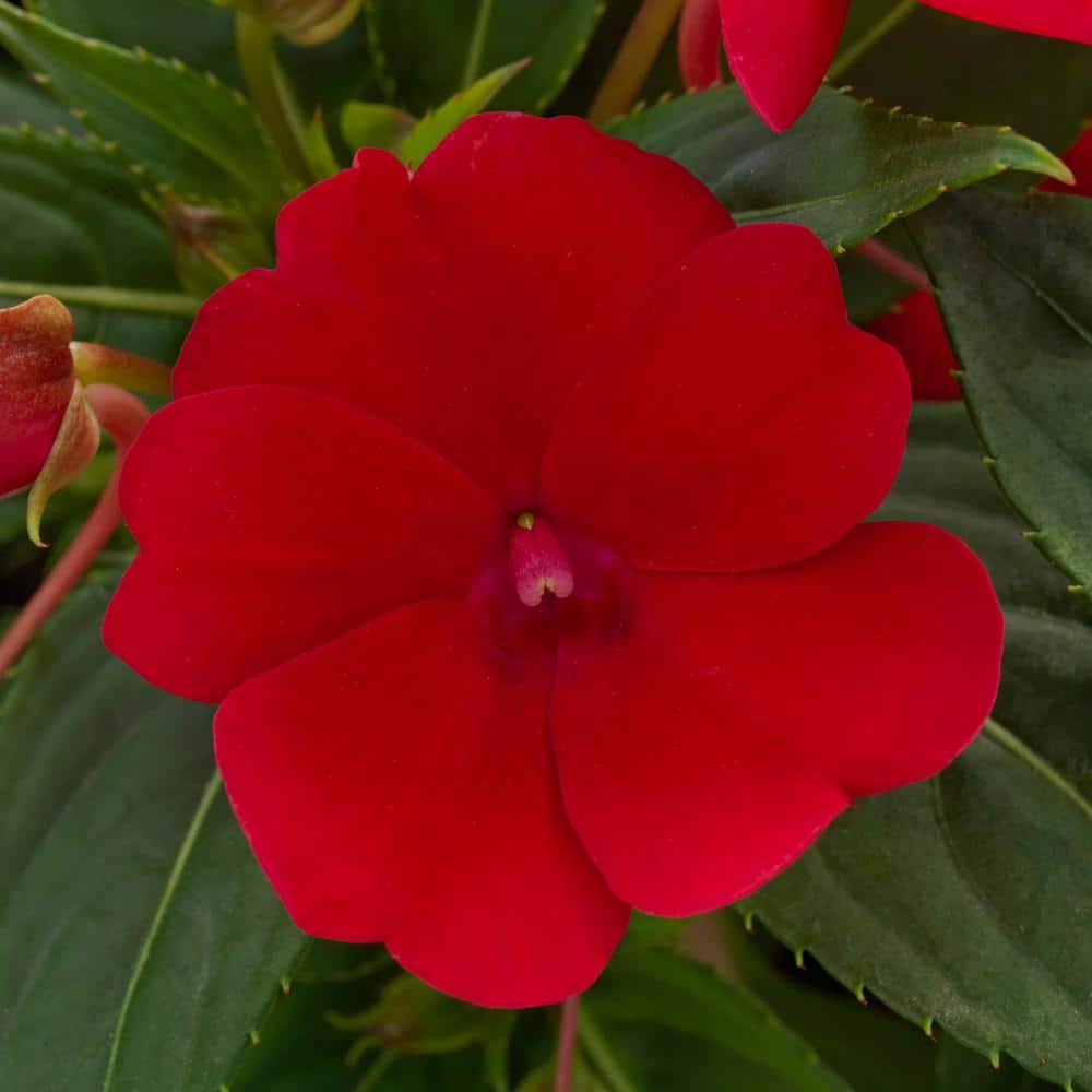 SunPatiens 4 In. Compact Fire Red SunPatiens Impatiens Outdoor Annual ...
