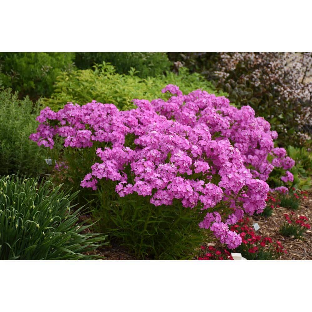 PROVEN WINNERS 1 Gal. Opening Act Ultrapink (Phlox) Live Plant, Pink ...