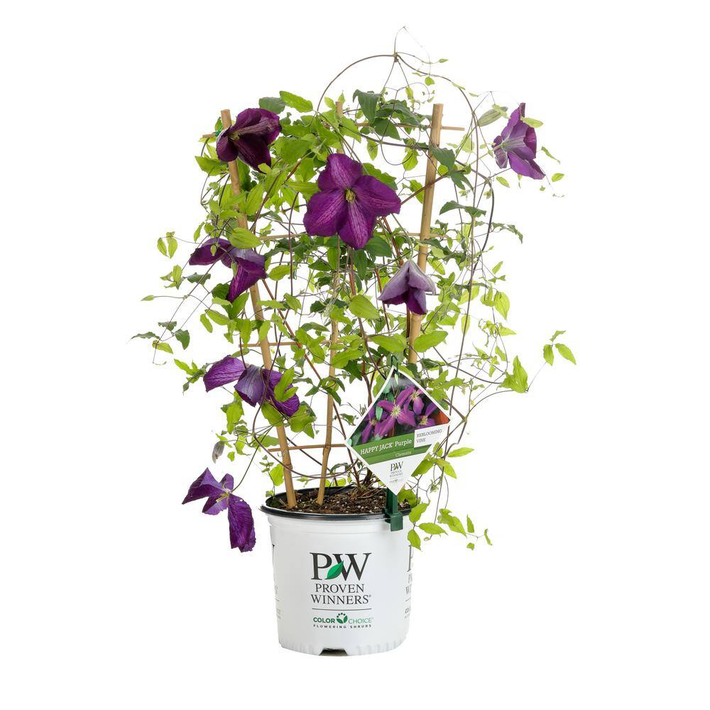 PROVEN WINNERS 3 Gal. Happy Jack Purple (Clematis) Live Shrub with ...