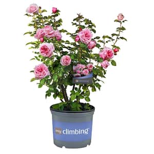 MY CLIMBING 3 Gal. Kiss Me Kate Climbing Rose with Pink Flowers 17569 ...