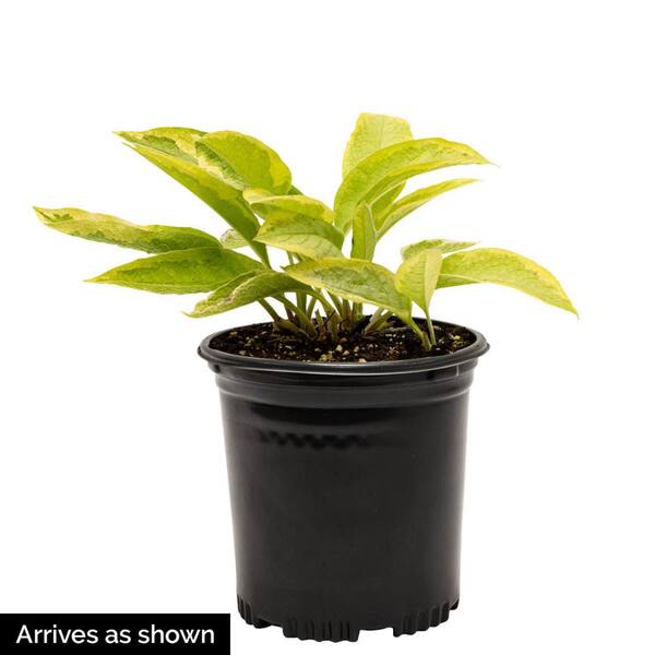 Well Grown Plant