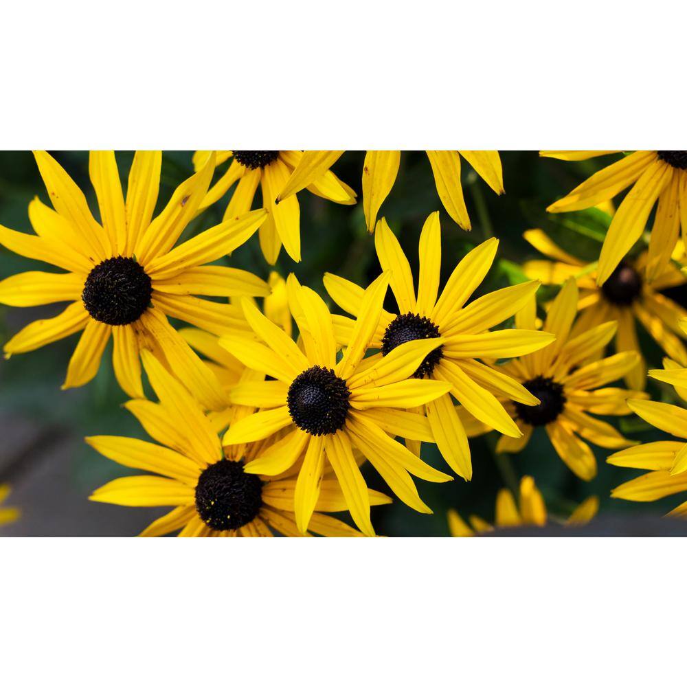 Online Orchards 1 gal. Yellow Coneflower with Massive Yellow Blooms ...