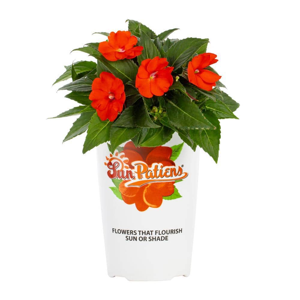 SunPatiens 2 QT. Orange SunPatiens Impatiens Outdoor Annual Plant with ...