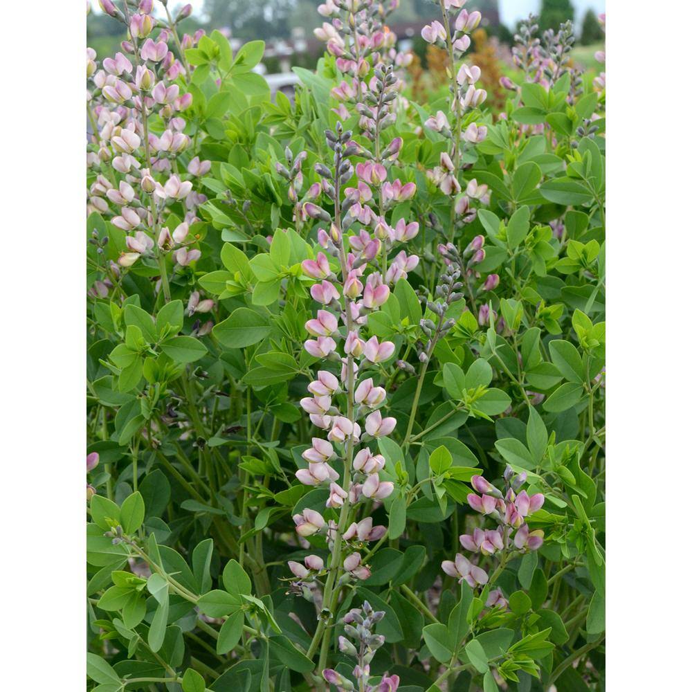 PROVEN WINNERS 1 Gallon, Decadence Deluxe Pink Truffles False Indigo ...