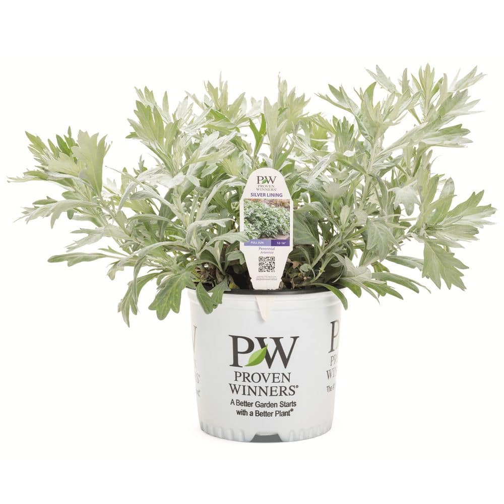 PROVEN WINNERS 0.65 Gal. Silver Lining White Sagebrush Live Perennial ...