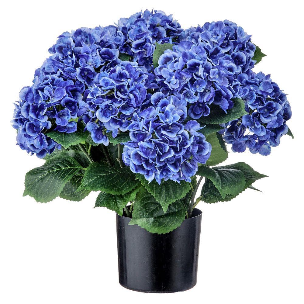 Reviews for Regency International 22" Potted Garden Hydrangea | Pg 2 ...