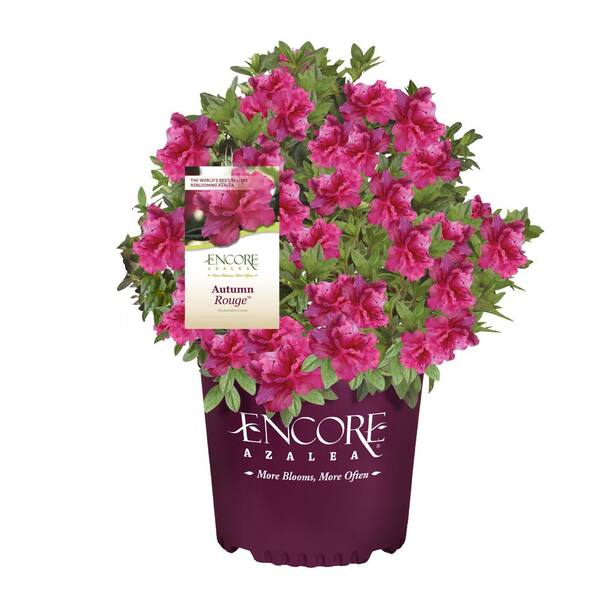 ENCORE AZALEA 3 Gal. Autumn Rouge Azalea Shrub with Bright Pink Flowers ...