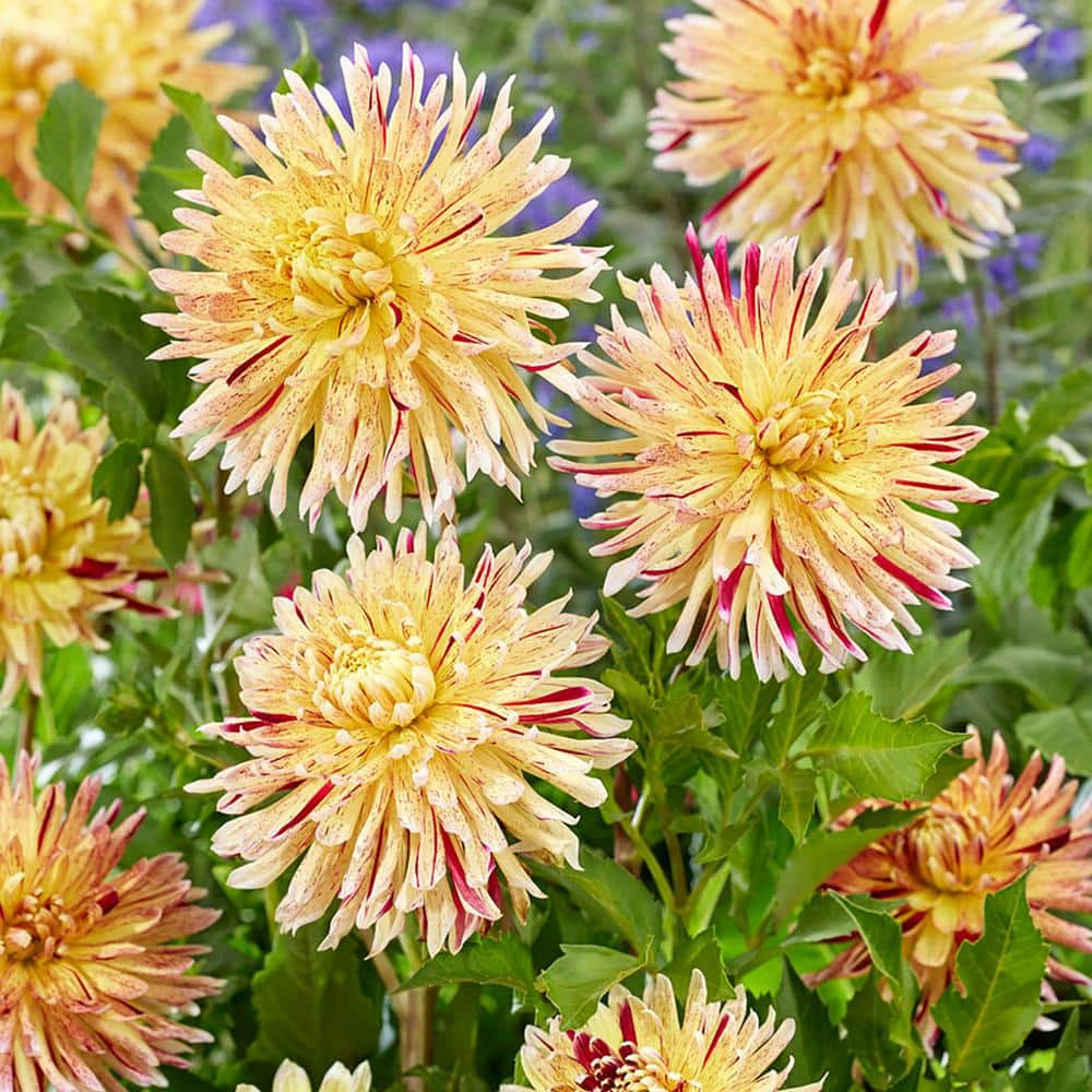 VAN ZYVERDEN Dahlias Cambridge Bulbs (Set of 3) 84135 - The Home Depot