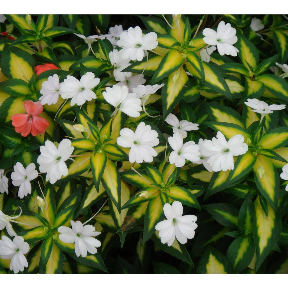 SunPatiens 2.5 In. Compact White SunPatiens Impatiens Outdoor Annual ...
