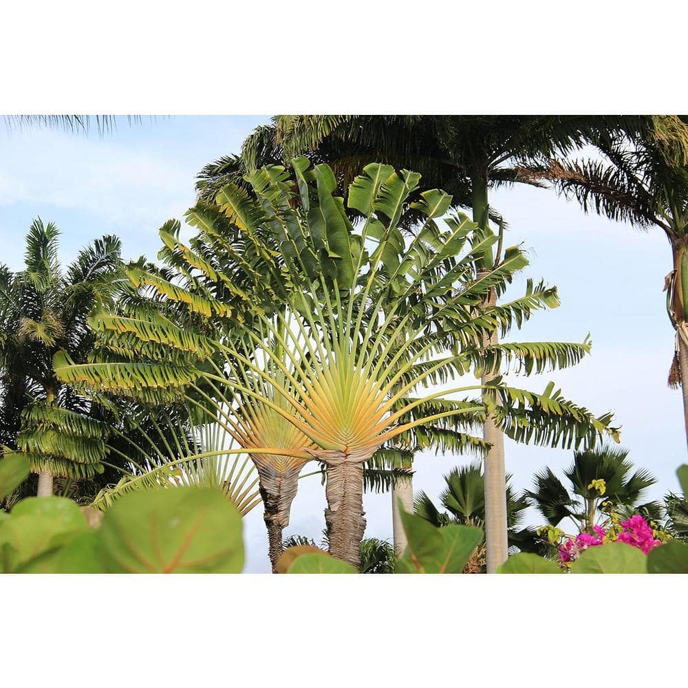 Wekiva Foliage Traveler's Palm-Live Plant in a 3 gal. Growers Pot ...