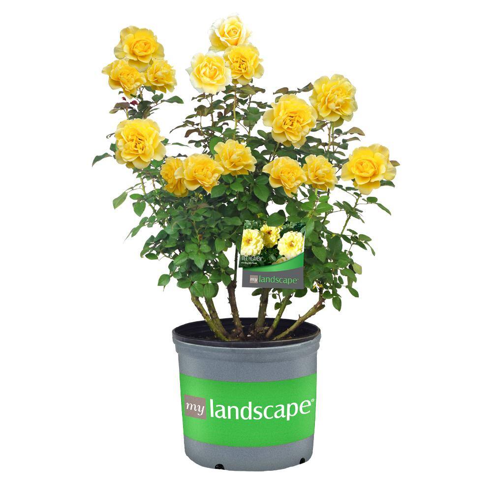 MY LANDSCAPE 2 Gal. Bee Heaven Rose with Yellow Flowers 17554 - The ...