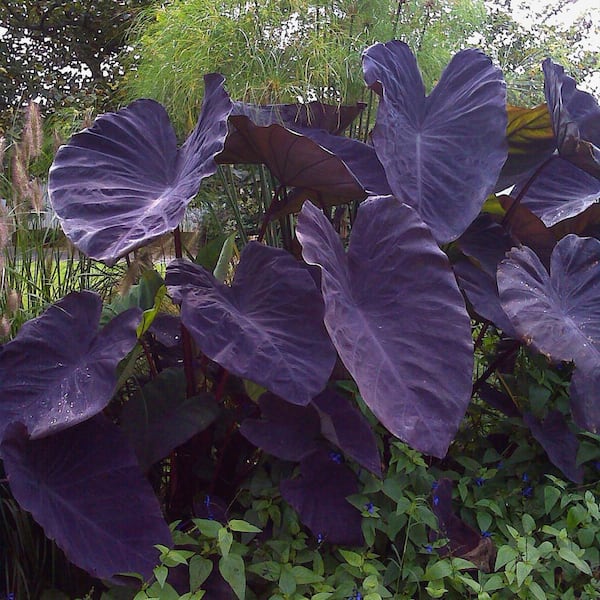 Garden State Bulb 7/9 in. Black Magic Elephant Ear Bulbs (Bag of 4) ECS ...