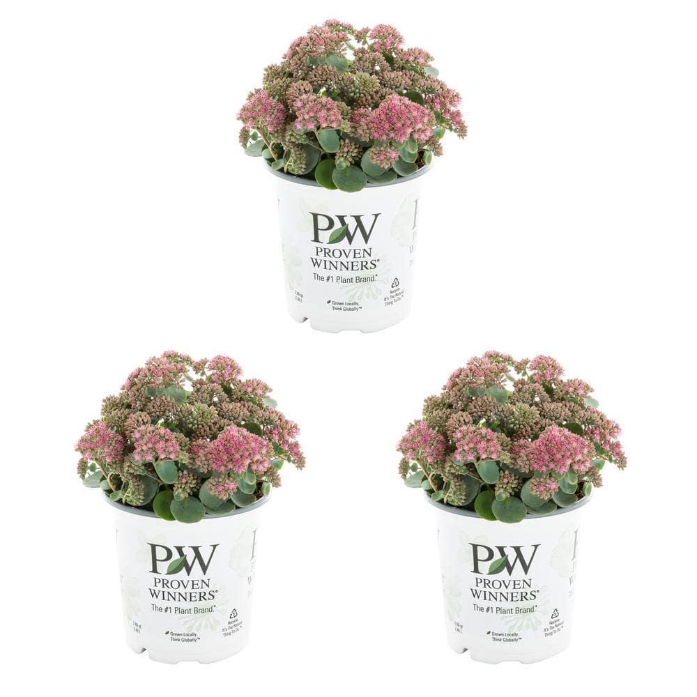 METROLINA GREENHOUSES 2 qt. Sedum Superstar Pink Perennial Plant (3 ...