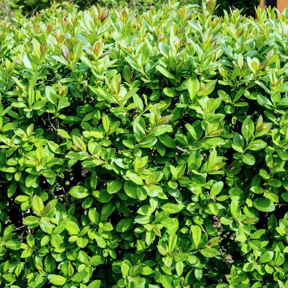 national PLANT NETWORK 1 gal. Boxwood Wintergreen Shrub HD1073 - The ...