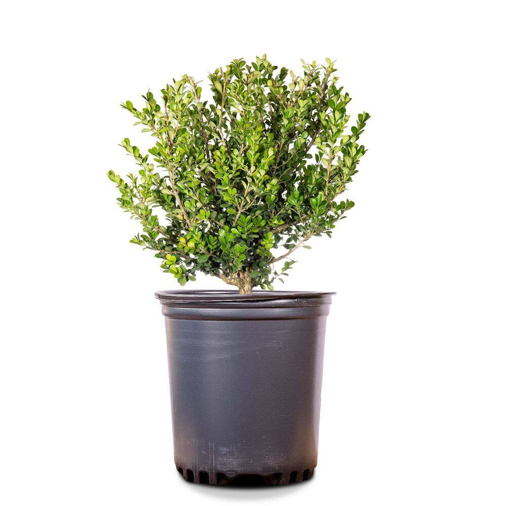 Perfect Plants Wintergreen Boxwood Shrub in 1 Gal. Grower's Pot THD ...