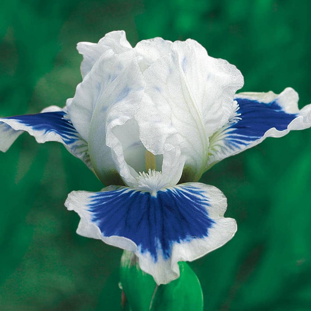 Breck's Open Your Eyes Dwarf Bearded Iris Dormant Bare Root Perennial ...