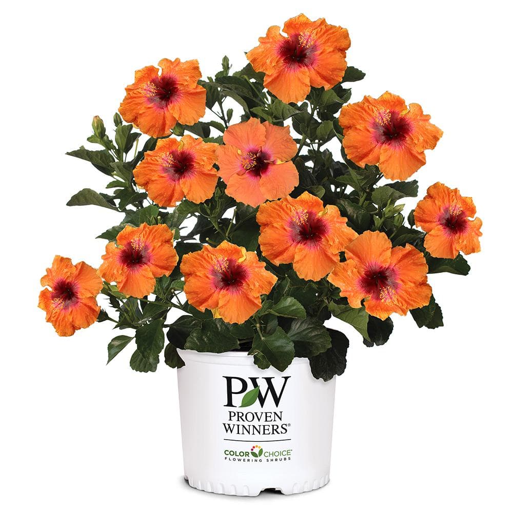 PROVEN WINNERS 2 Gal. Disco Diva Hibiscus Shrub 18354 - The Home Depot