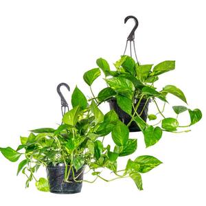 Perfect Plants Golden Pothos Devils Ivy Plant in 6 in. Grower's Pot (2 ...