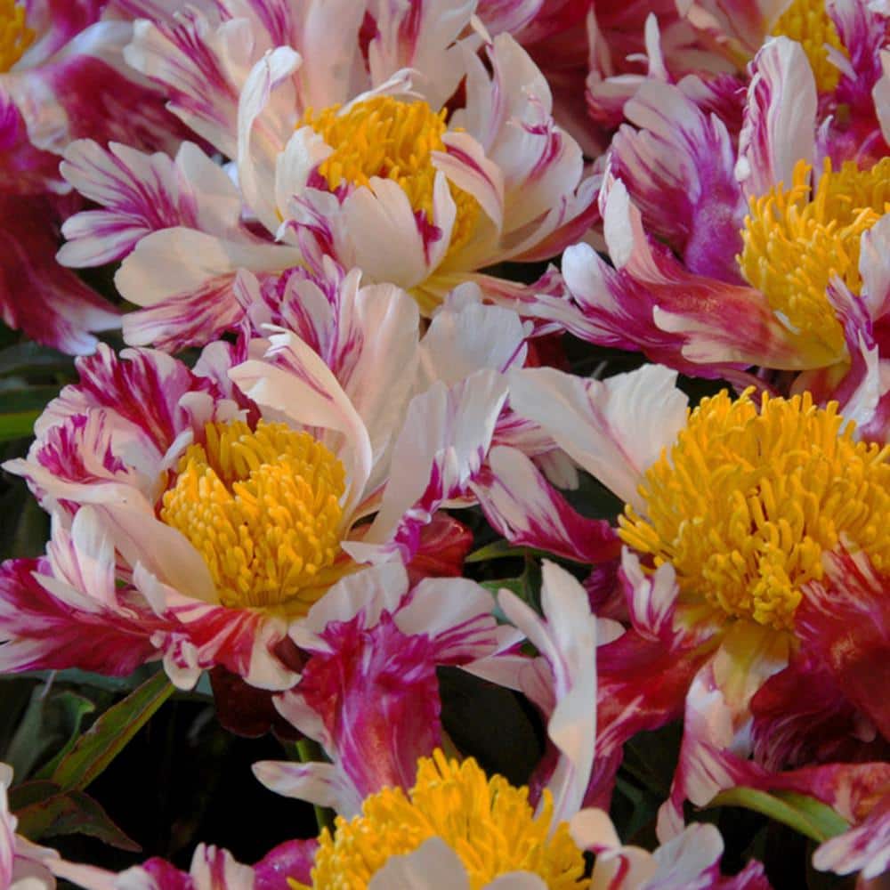 VAN ZYVERDEN Pink and White Peony Peppermint Stick Root (1-Pack) 83485 ...