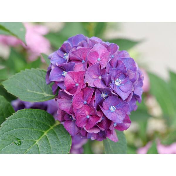 Buy 4.5 in. Qt. Wee Bit Grumpy Bigleaf Hydrangea (Hydrangea Macrophylla ...