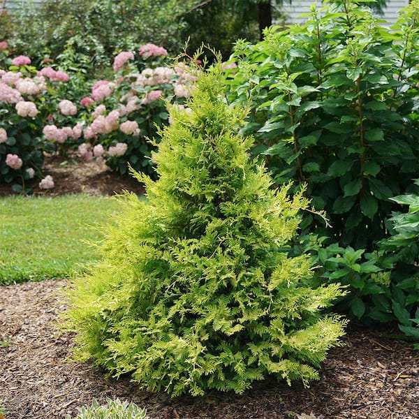 Dwarf False Cypress Shrub